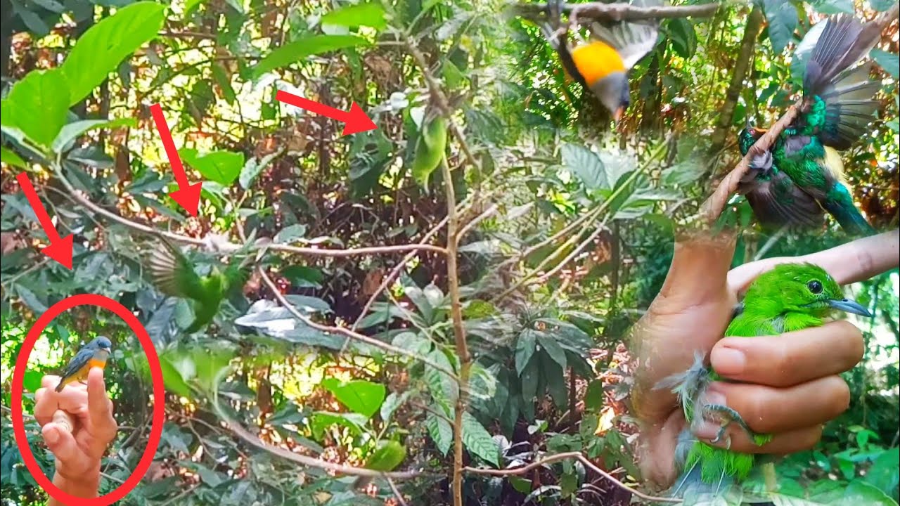 Mikat burung Cucak ijo gk perlu tingi tingi/cara mikat burung murai ...