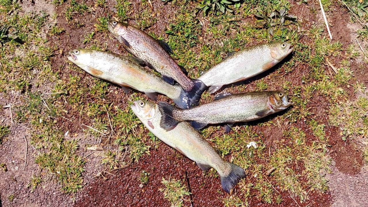 How To Fish For Trout at the Delaware Canal - YouTube