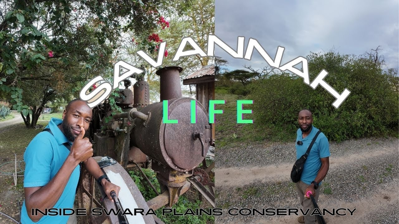 Encountering 40 plus Giraffes inside Swara Plains Conservancy - YouTube