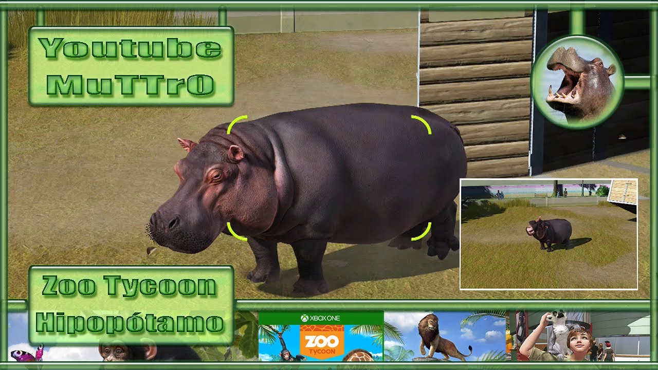 Zoo Tycoon - #07 - Hipopótamo - Xbox One - PT-BR - YouTube