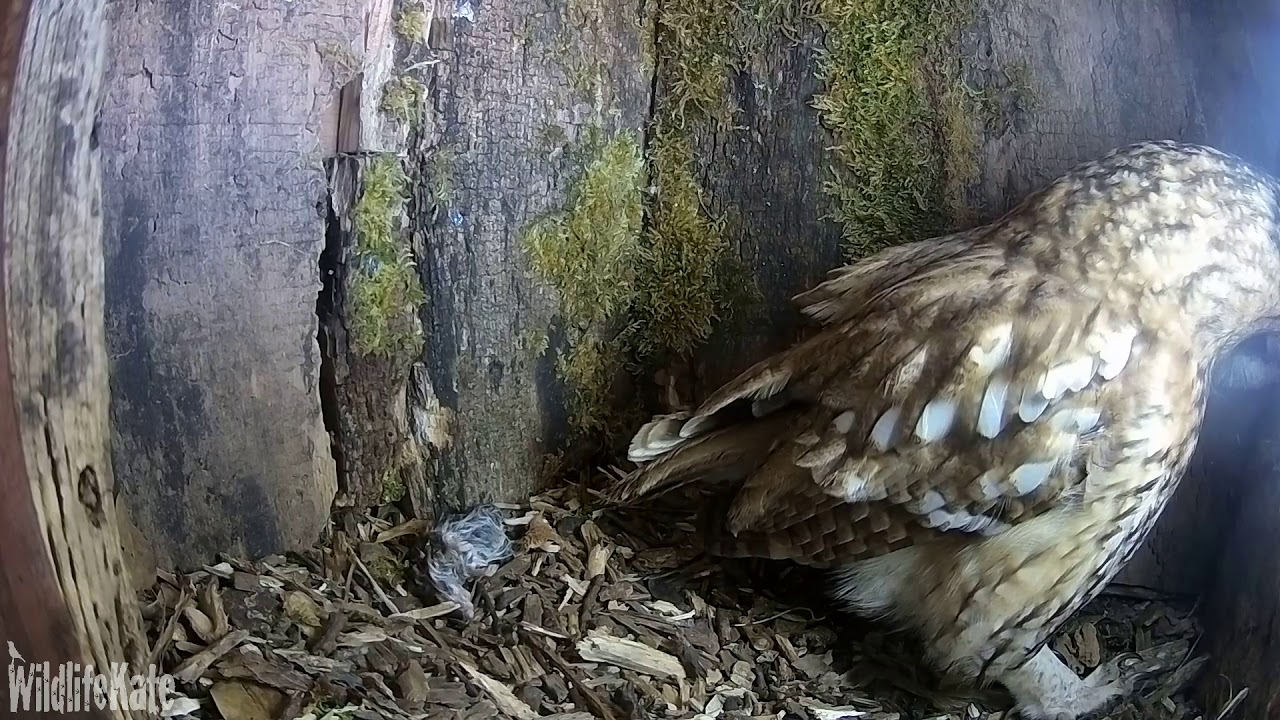 Tawny with rat prey inside box 4th feb - YouTube