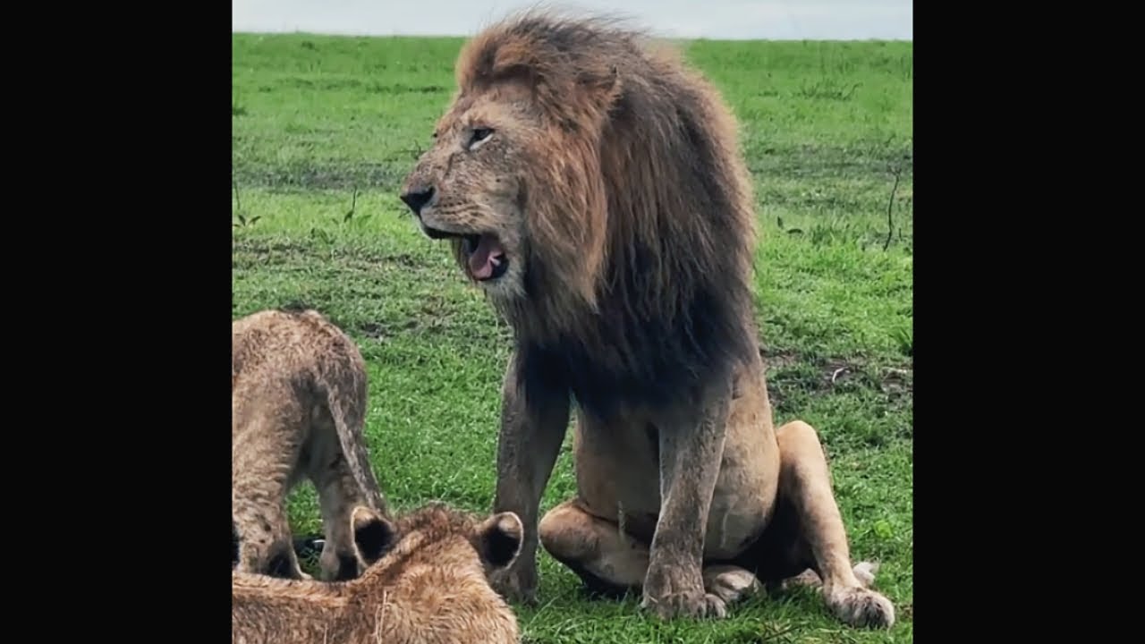 Black Rock Male Lions (Oloshipa & Oloimina) with Rongai Cubs ...