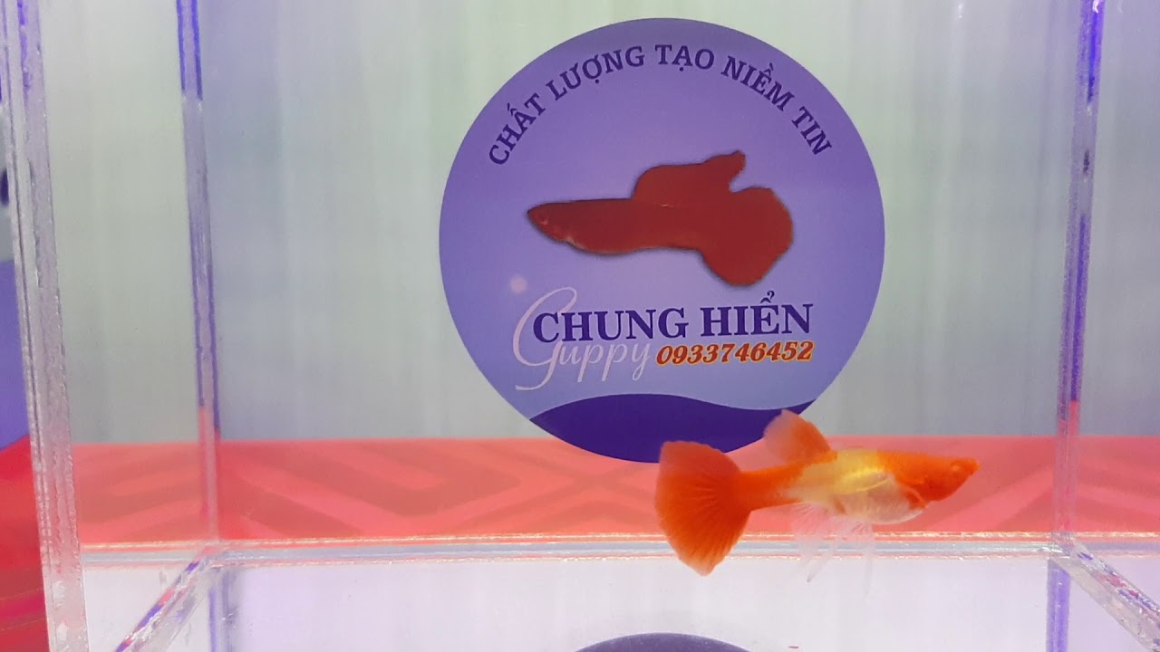 Koi red ear ribbon made in việt nam. Được làm tại mini farm guppy chung ...