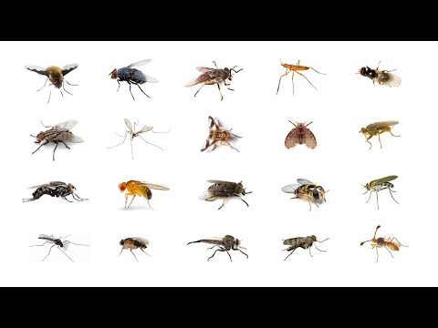 What Are The Different Kinds Of Flies