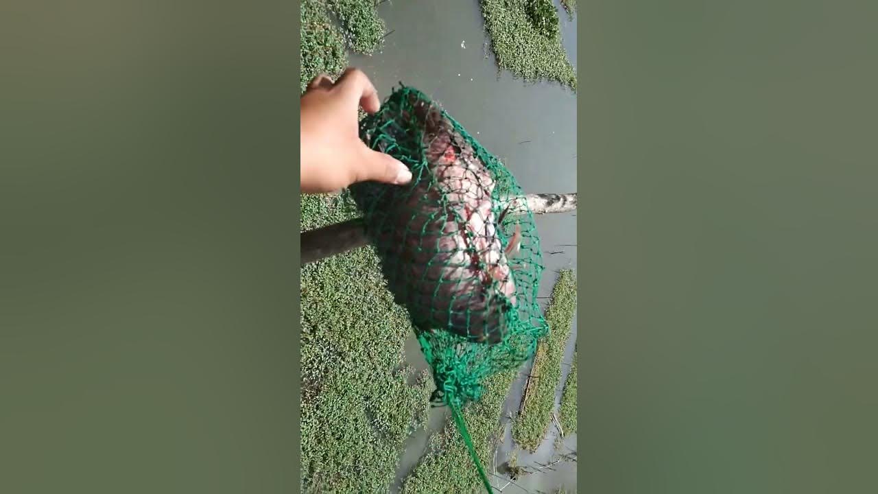 C.T.H. spot sa taas ng acasia...at cavite tanza, calibuyo - YouTube