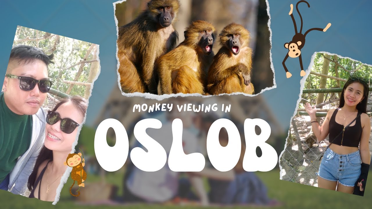 Monkey Viewing (Oslob, Cebu) - YouTube