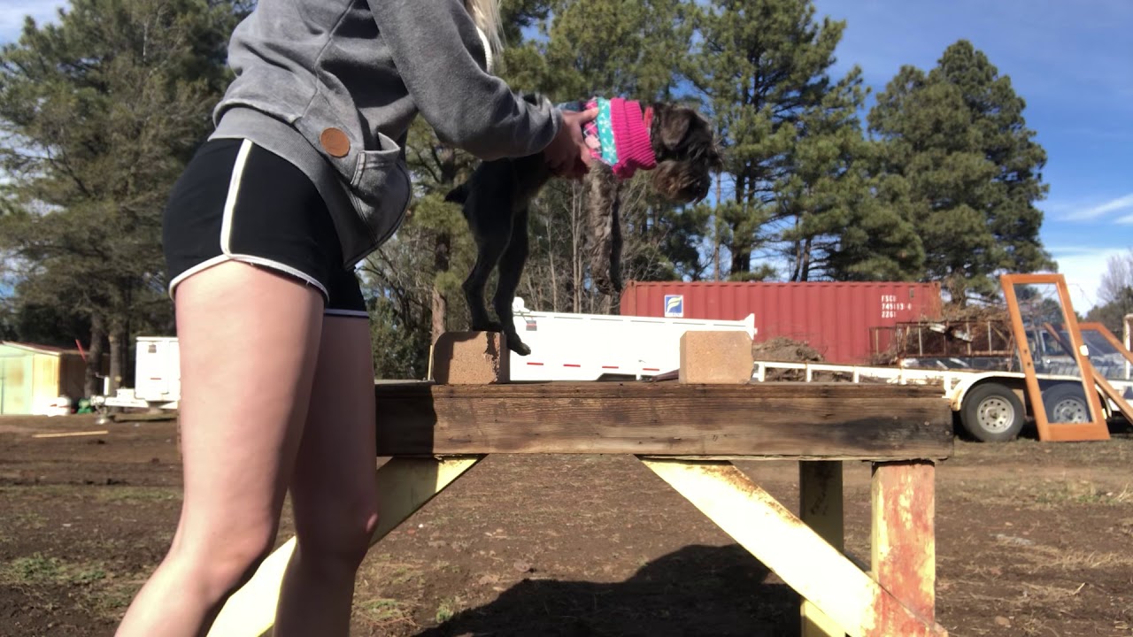 How to do a four point dog stack and a three point dog stack - YouTube