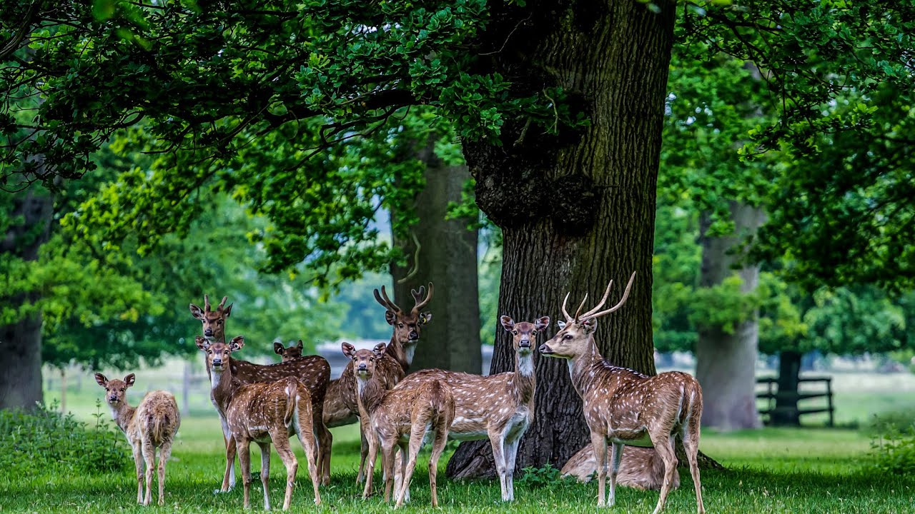 Wild Animals Thriving in Their Natural Habitats Every Day - YouTube