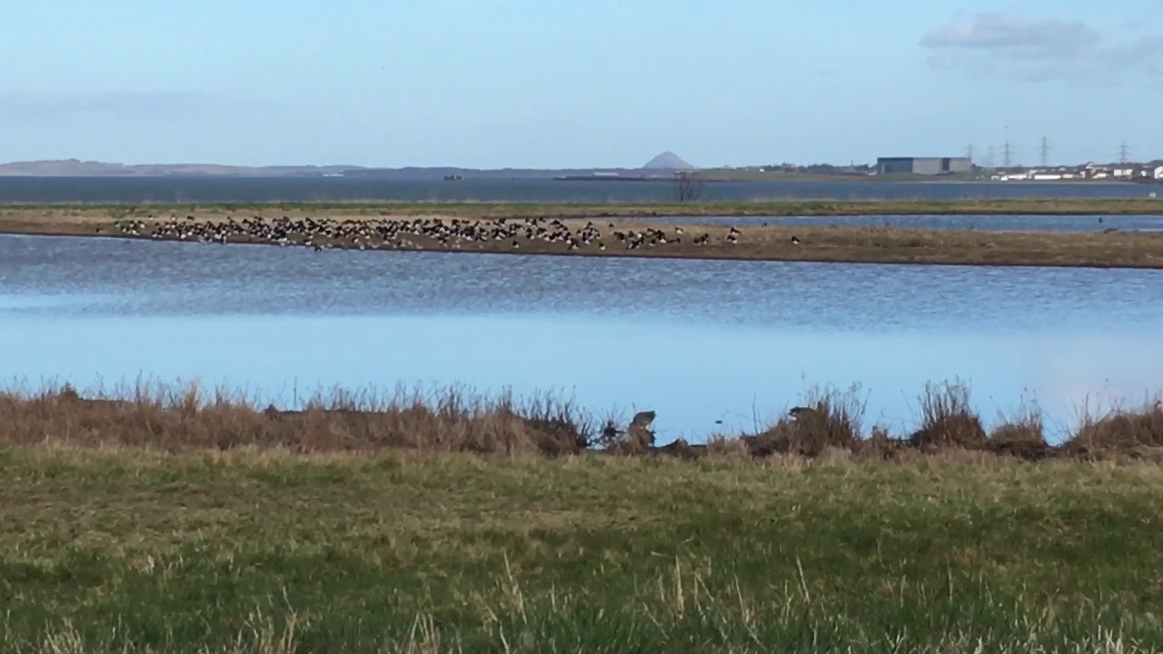 Birding At Musselburgh Lagoon - YouTube