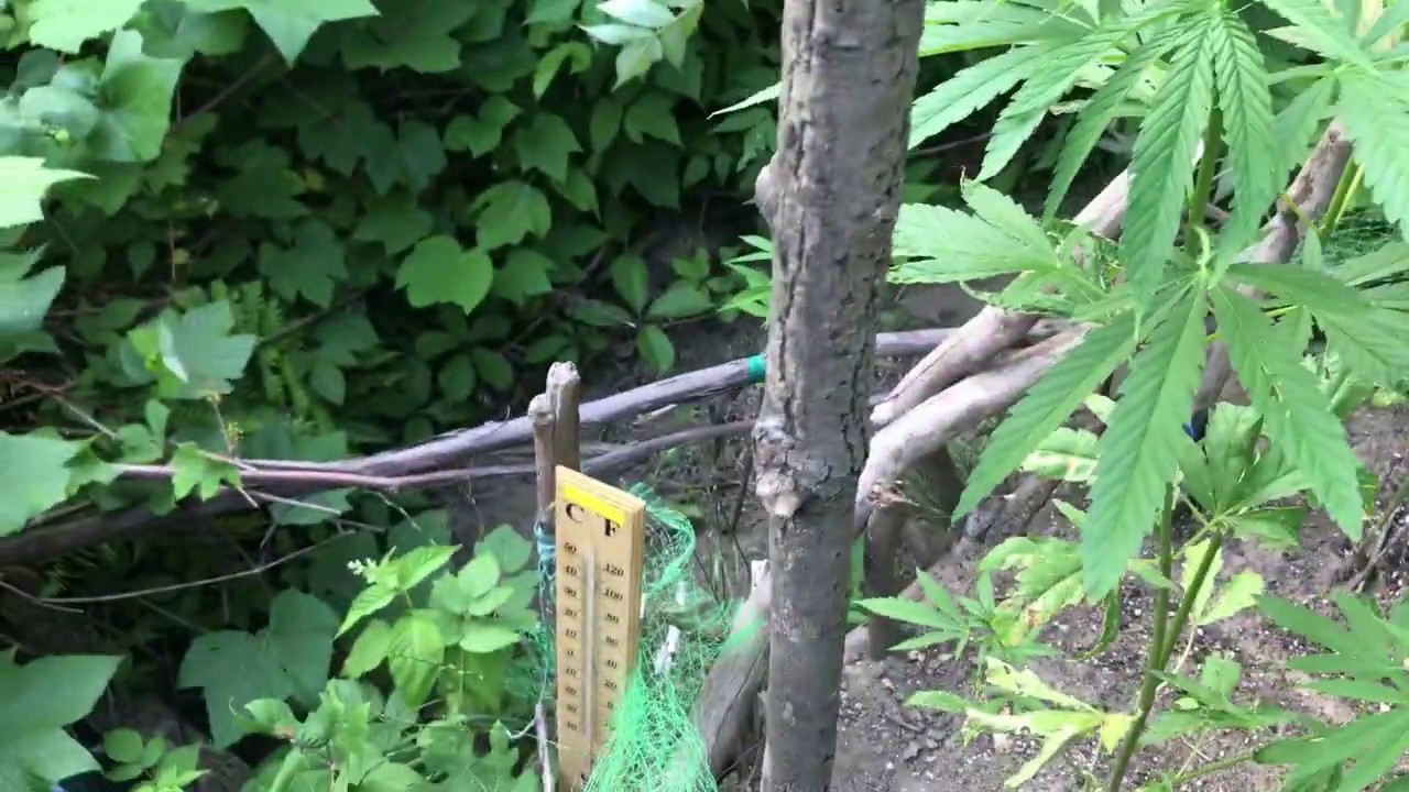 Outdoor Cannabis Grow update July 1 2020 watering - YouTube