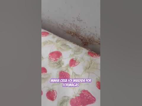 Minha casa foi invadida por formigas😱 - YouTube