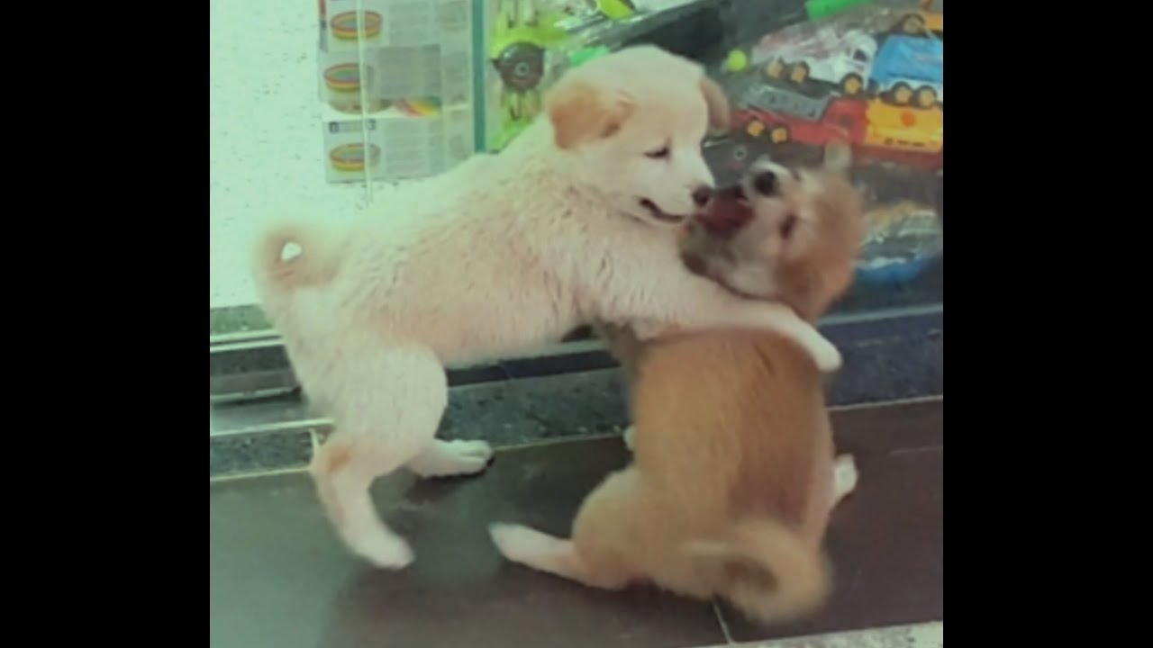 My super puppies making me funny and laughing - YouTube