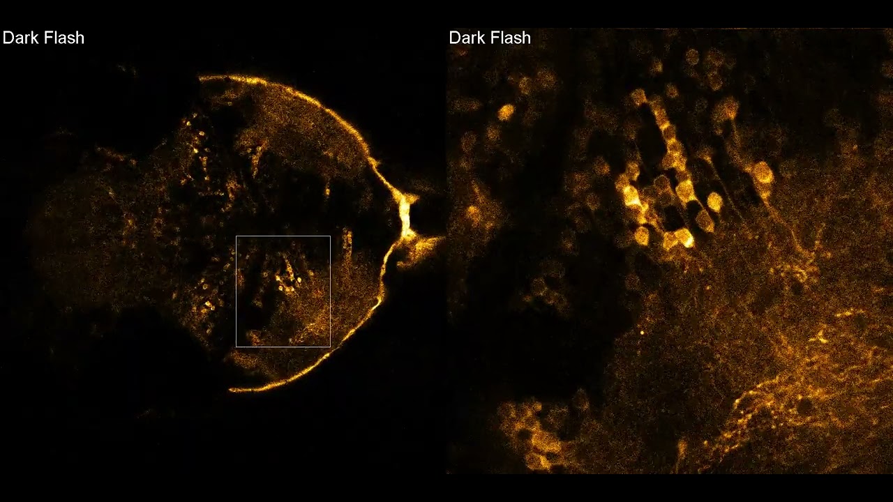 2-photon imaging of zebrafish larvae under visual stimulation and ...