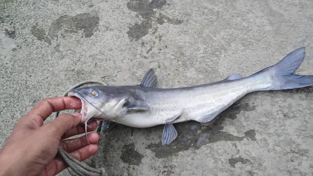 Carnada para el bagre de rio..!! - YouTube