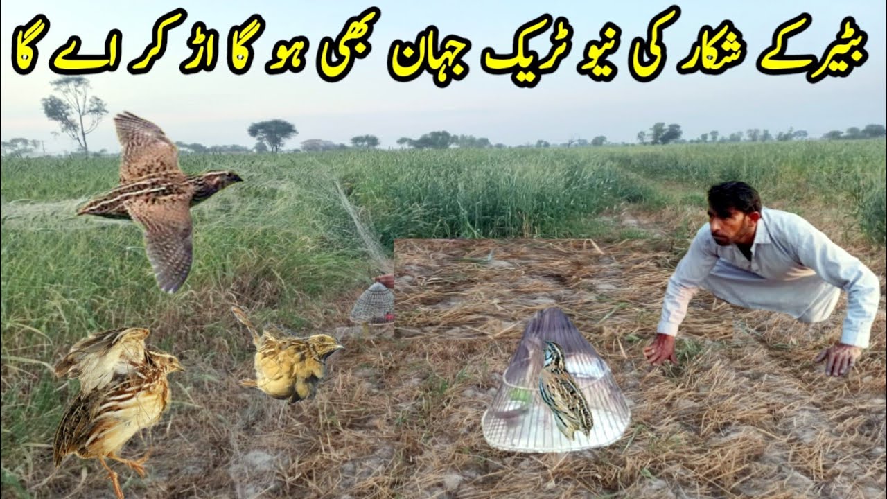 batair ka shikar in pakistan / quail hunting by net /quail trap, bird ...