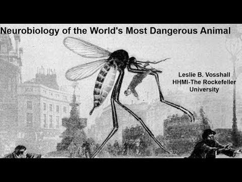 Mind Brain Behavior Symposium: Leslie Vosshall - YouTube