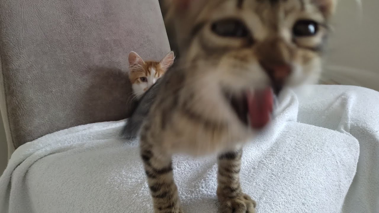 Cute Kittens | Attacked By The Kitten 😁 - YouTube