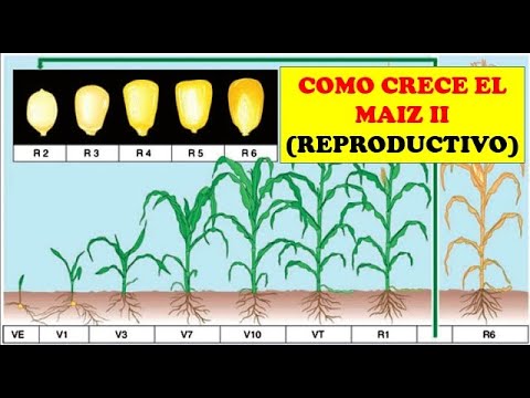 CULTIVO DE MAIZ: 6 ETAPAS DE REPRODUCTIVAS | CULTIVO EXITOSO ...