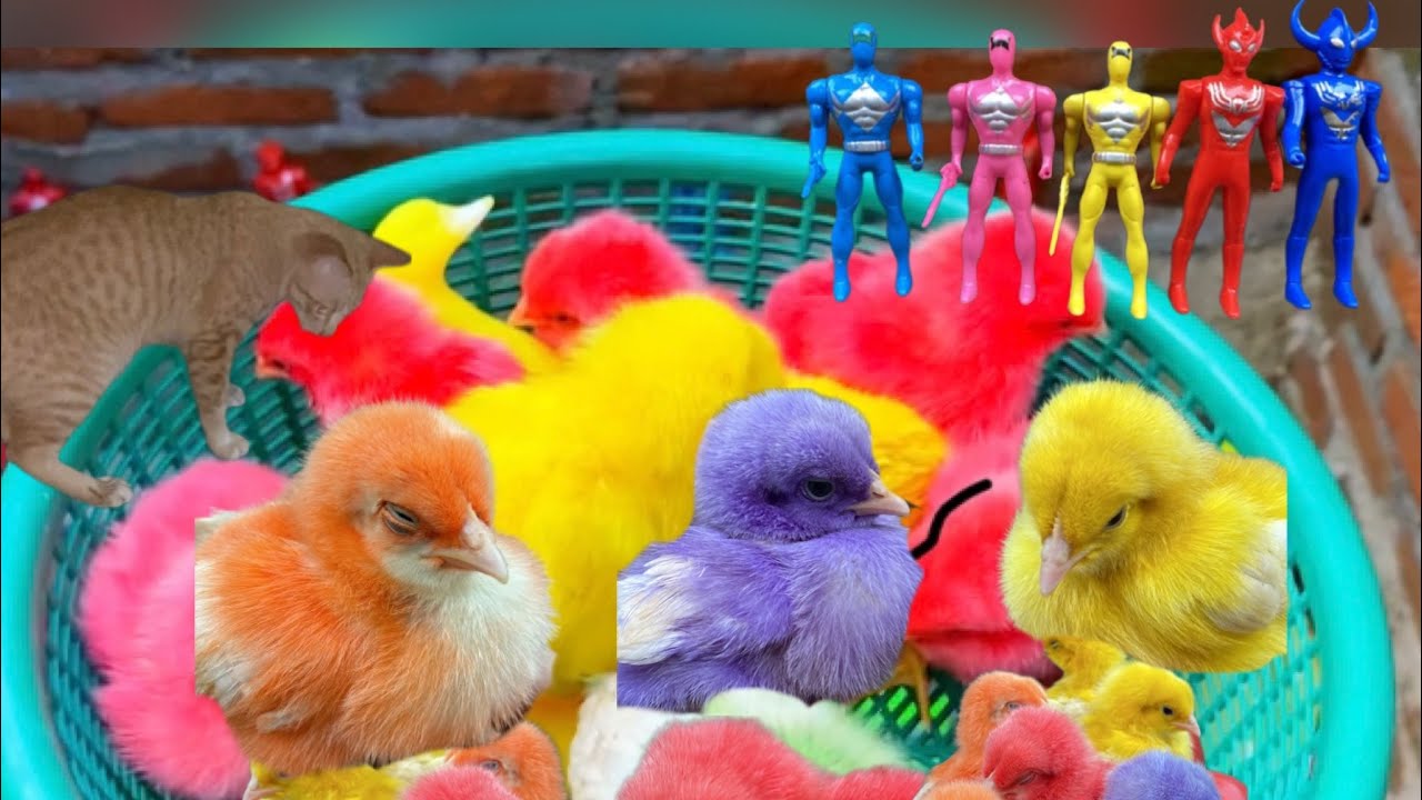 Animal cute 96, rainbow chickens, colorful chickens, cute chicken ...