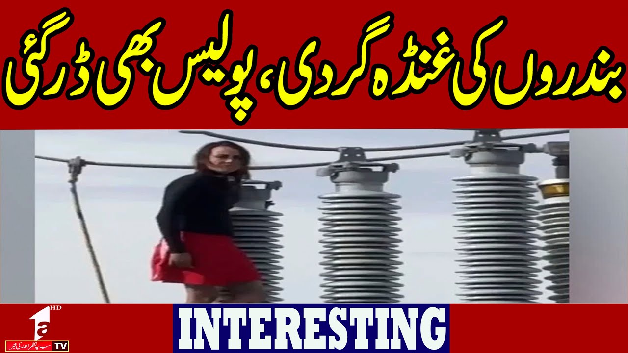 INTERESTING NEWS || A1TV || 19 NOVEMBER 2024 - YouTube