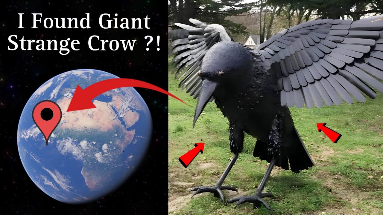 I Found Very Strange Giant Crow In Real Life On Google Maps And Google ...
