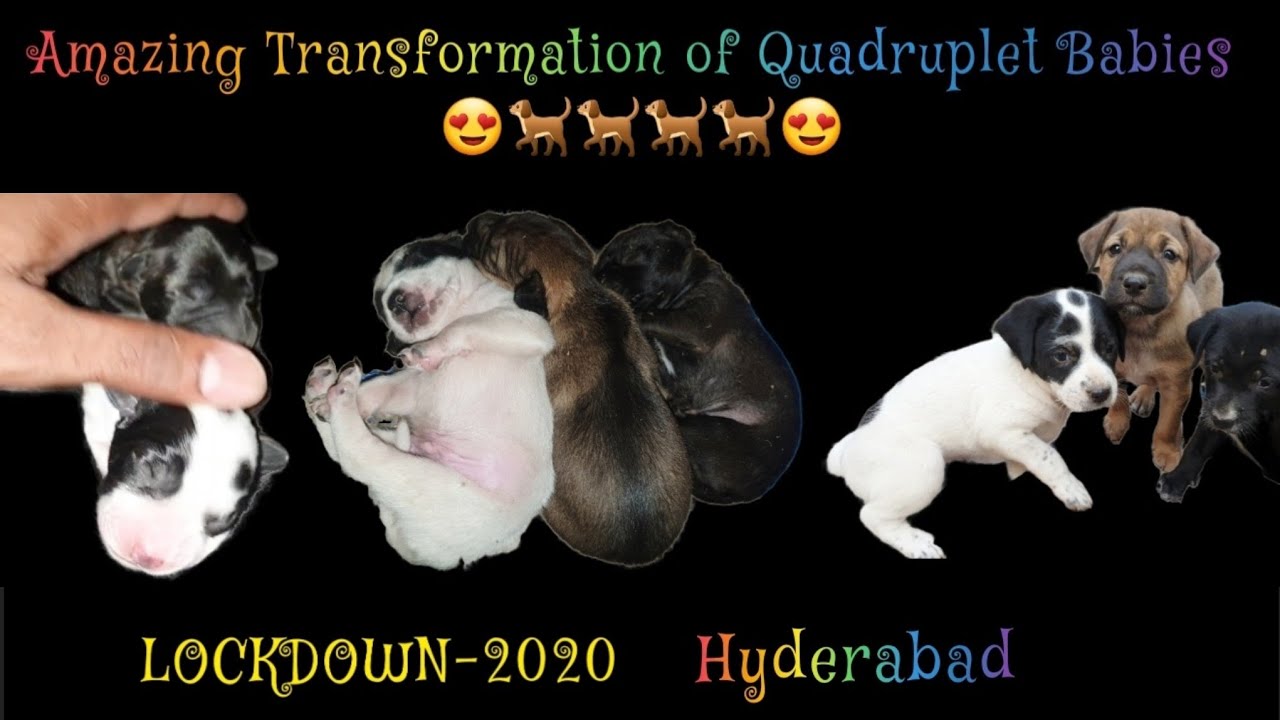 Quadruplet Puppies | Amazing Transformation 😲 |Lockdown 2020 #hyderabad ...