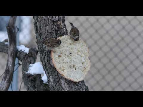 Harabeli i fushës (Passer montanus), sparrow. - YouTube