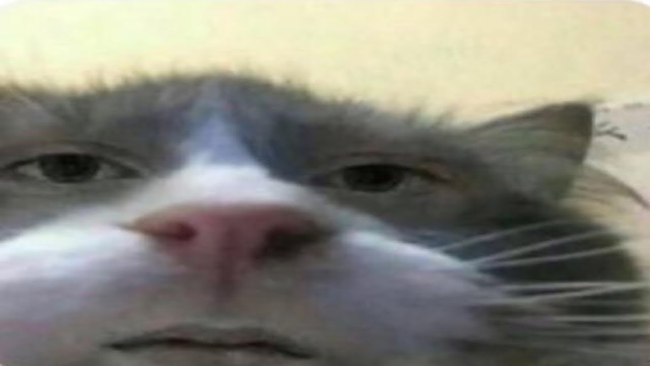 Top 5 Meow - YouTube