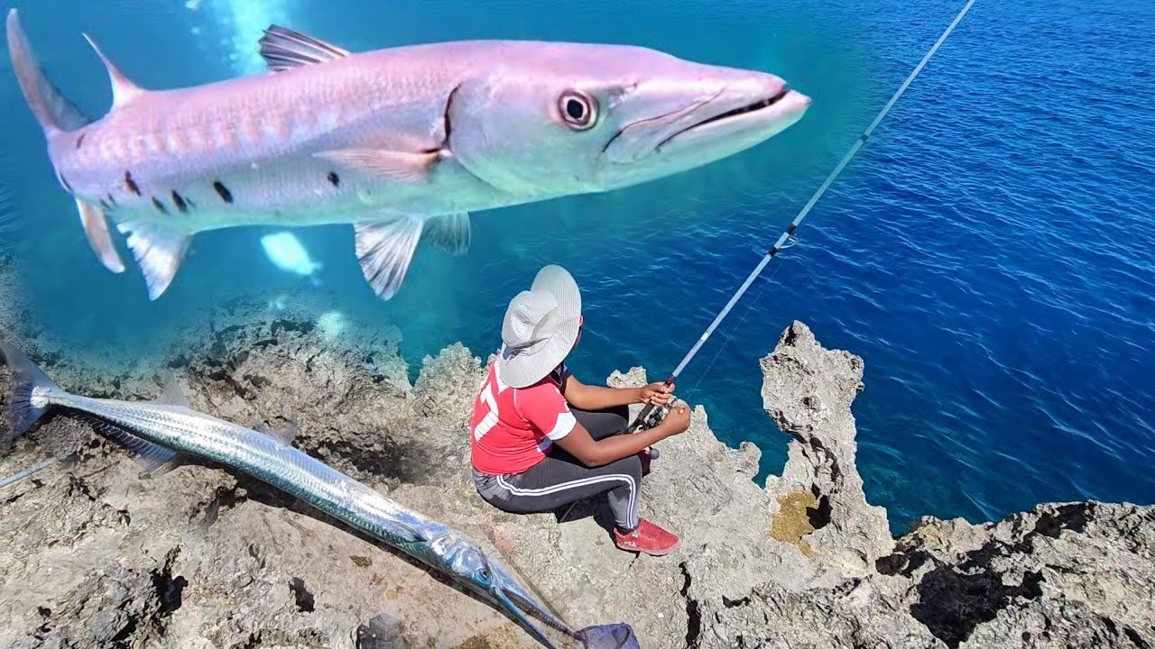 Got Hooked Up On A Barracuda And The Biggest Guard Fish We've Ever Seen ...