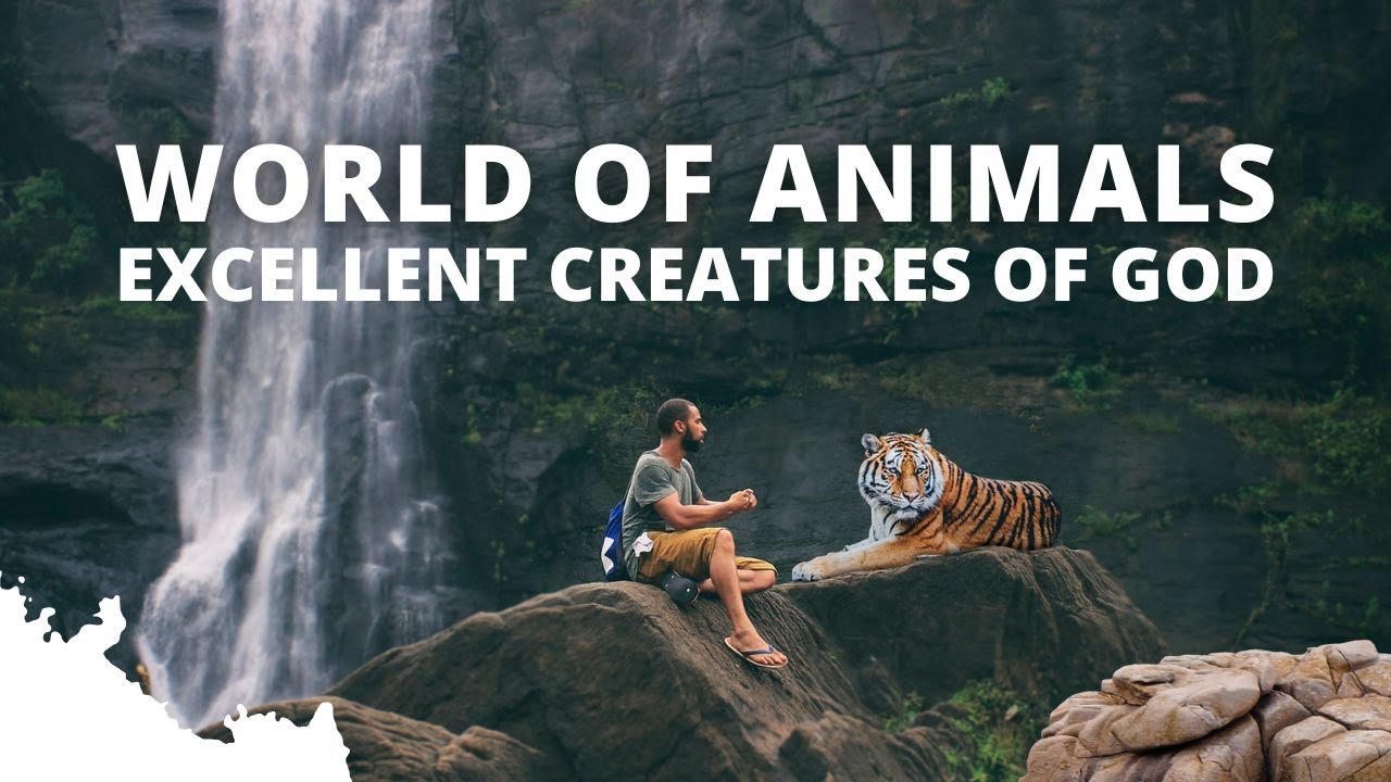 AMAZING WORLD OF ANIMALS | Animal Stories | Relaxing video | Wildlife ...