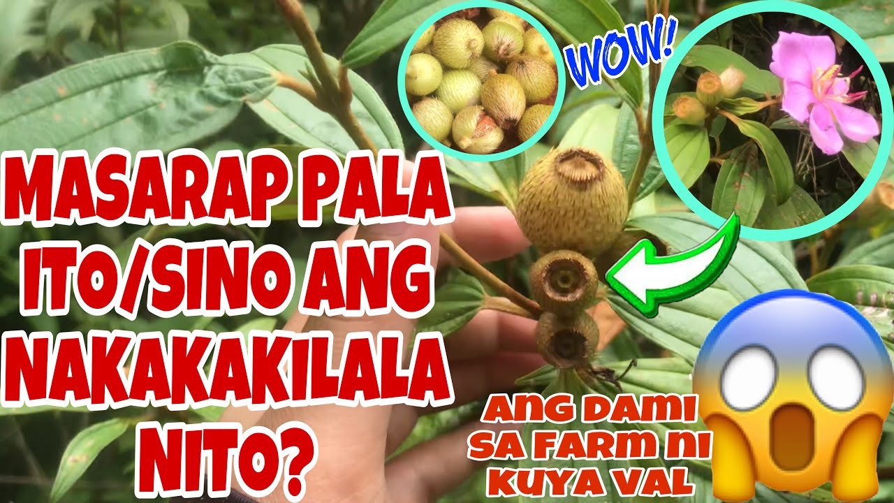 Wild Berries//Tungaw-tungaw@valsantosmatubang541 @AlexLibradaVlogs ...