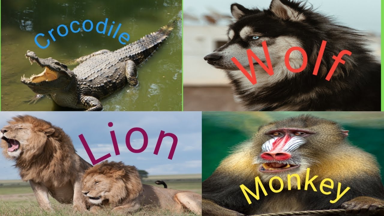 Emotional animal video - YouTube