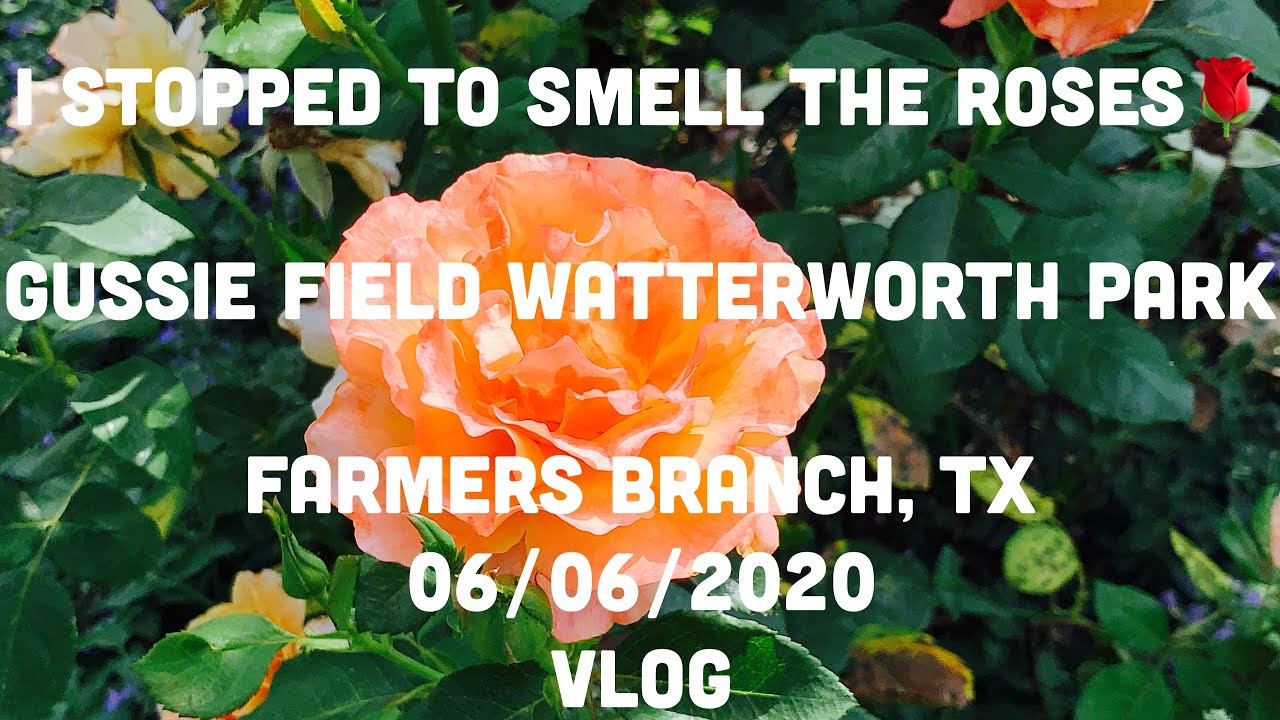 11: VLOG - Farmers Branch Rose Gardens | Gussie Field Watterworth Park ...