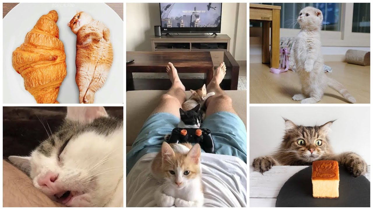 Epic Perfectly Timed Cat Photos!! - YouTube