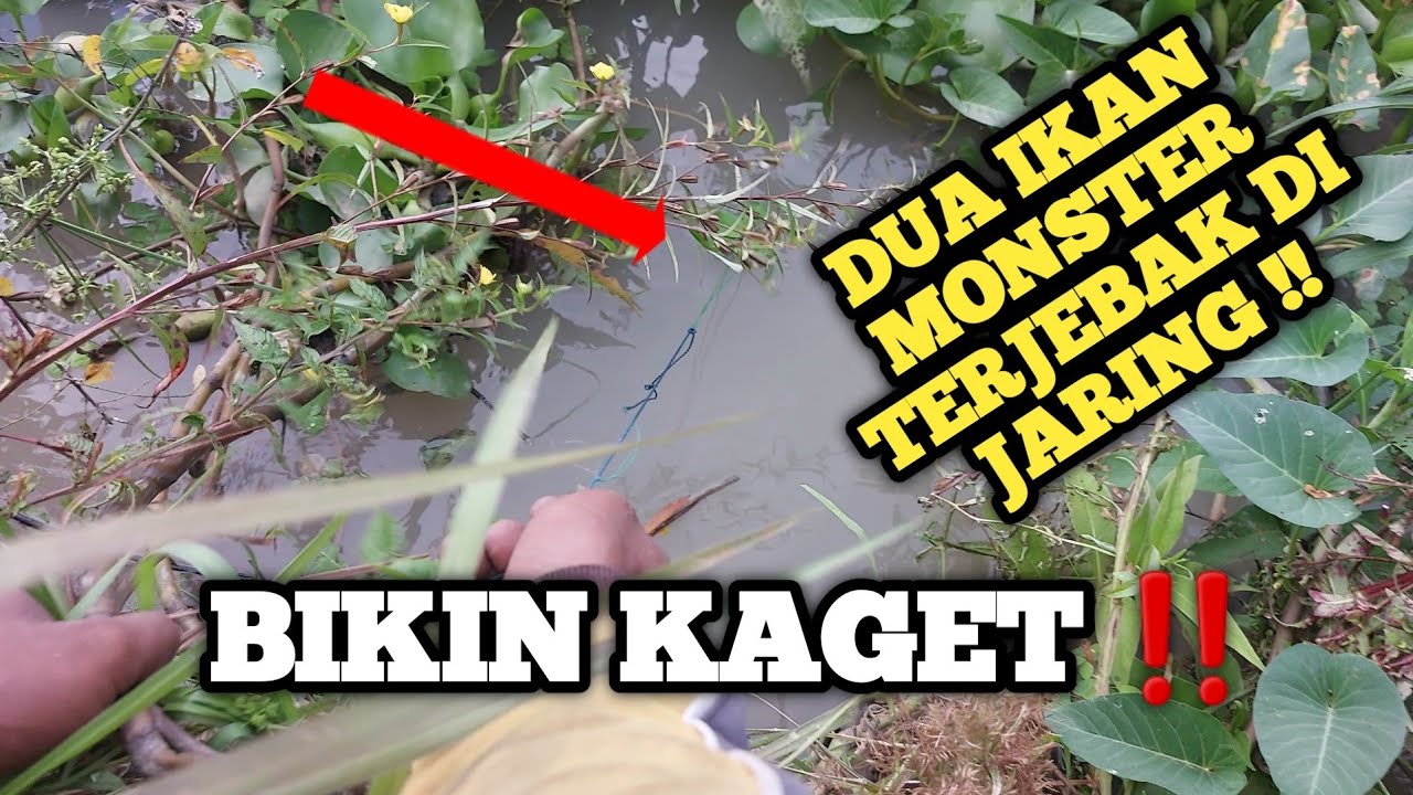 Petualangan mencari ikan di sungai ‼️ BANYAK IKAN MONSTER DI SINI - YouTube