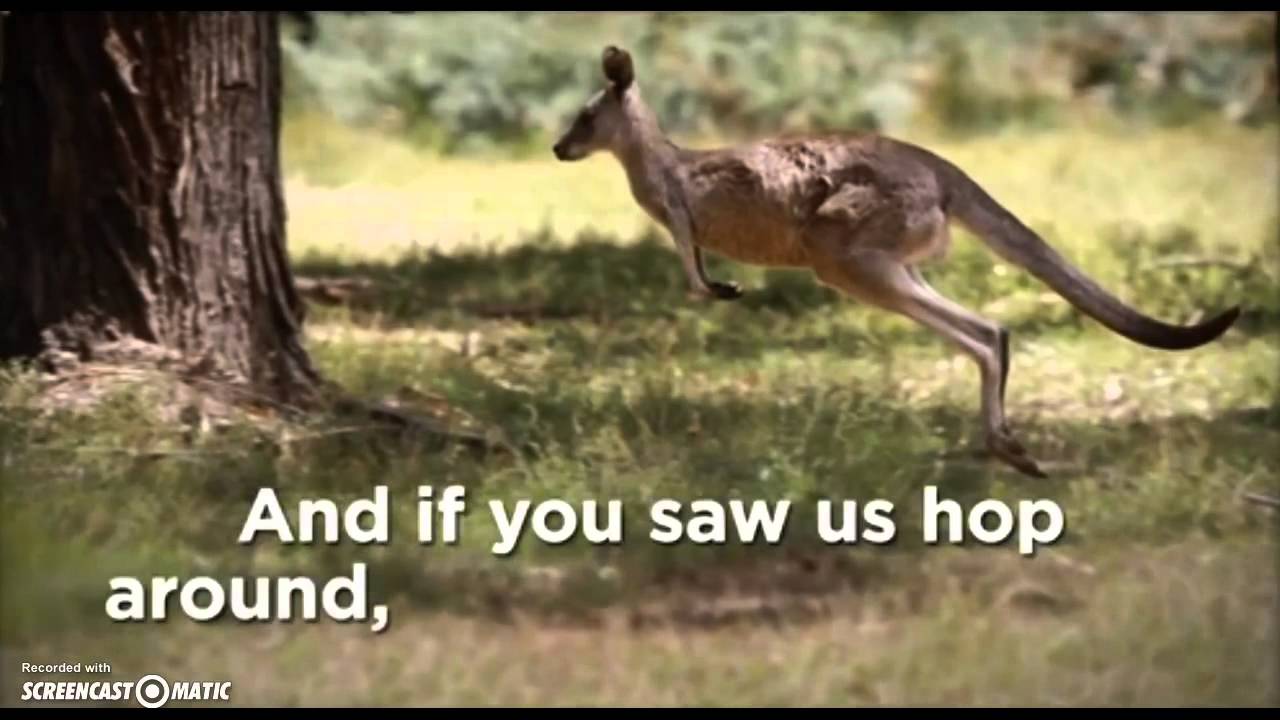 About Kangaroos for kids and teachers! in song - YouTube