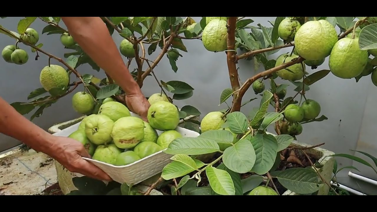Growing clean guava varieties at home is really easy ! - YouTube