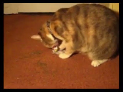 Cosmic Catnip Commercial - YouTube
