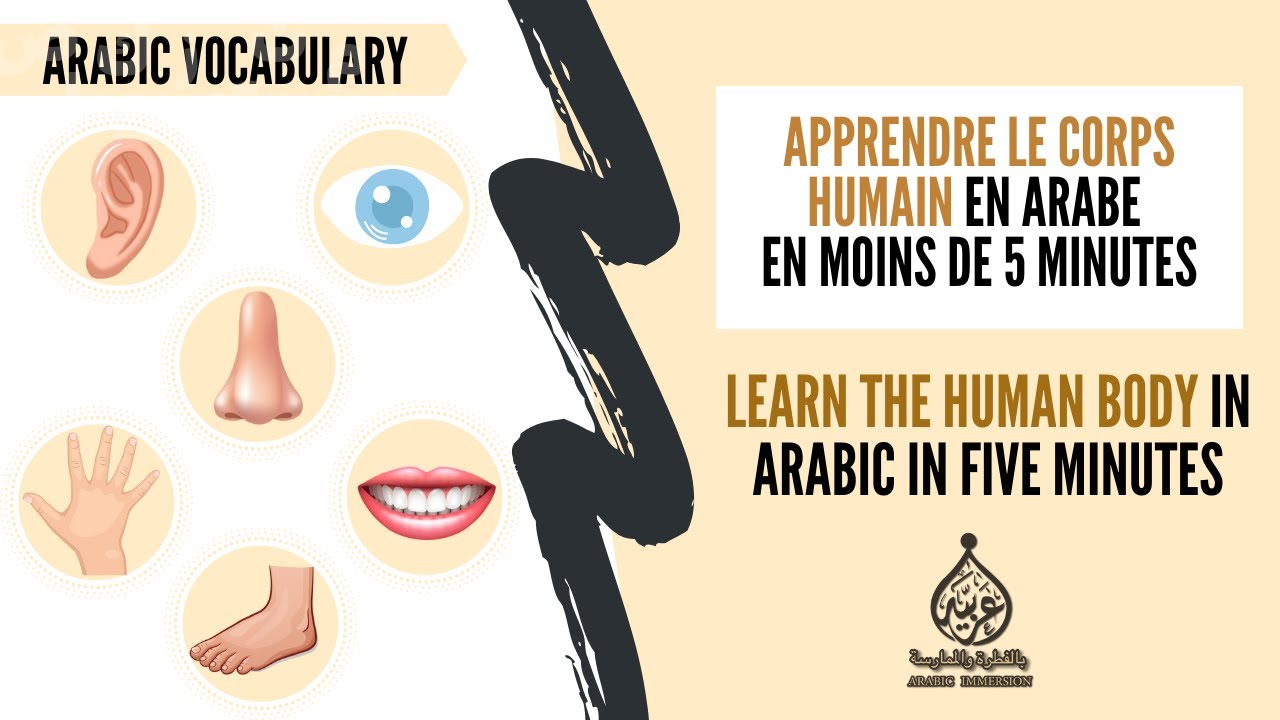 Apprendre le corps humain en arabe en 5 minutes. - YouTube