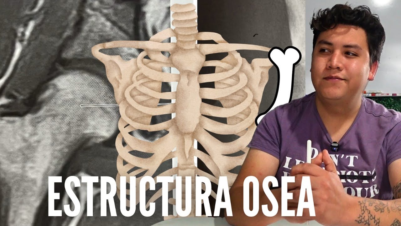 PARTES del HUESO | Estructura osea | EPIFISIS, METAFISIS, DIAFISIS ...