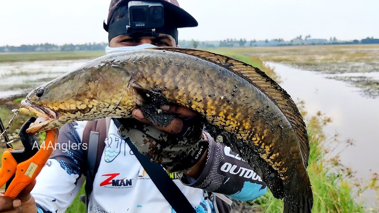 ചേറുമീനിന്റെ Fight തന്ന Heavy വരാൽ 😱 | Varal Fishing Kerala | Snakehead ...