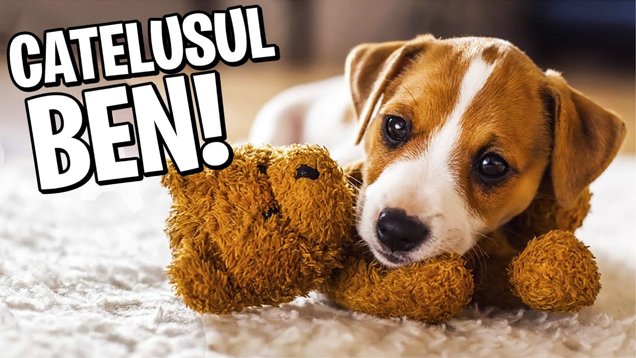 Am ADOPTAT Un CATELUS ! - YouTube