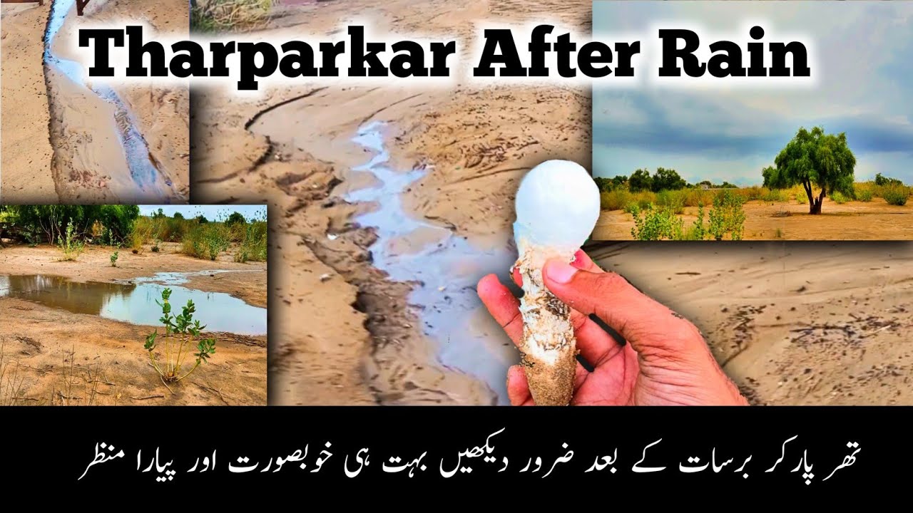 Tharparkar After Rain|🌧️| بارش ہونے کے بعد صحرائے تھر کے خوبصورت منظر ...