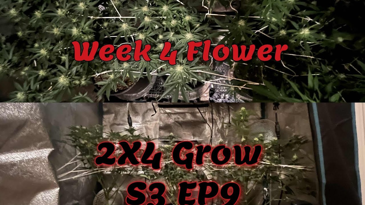 Week 4 Flower Buds Coming In! 2X4 Grow S3 EP9 - YouTube