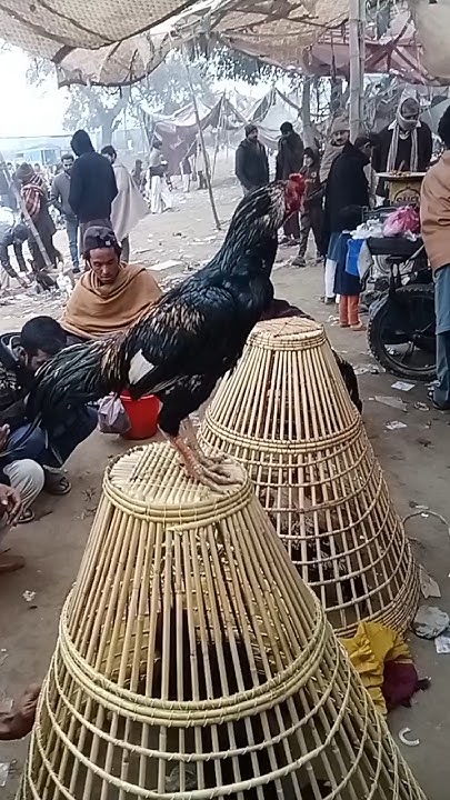 Java murga beautiful - YouTube