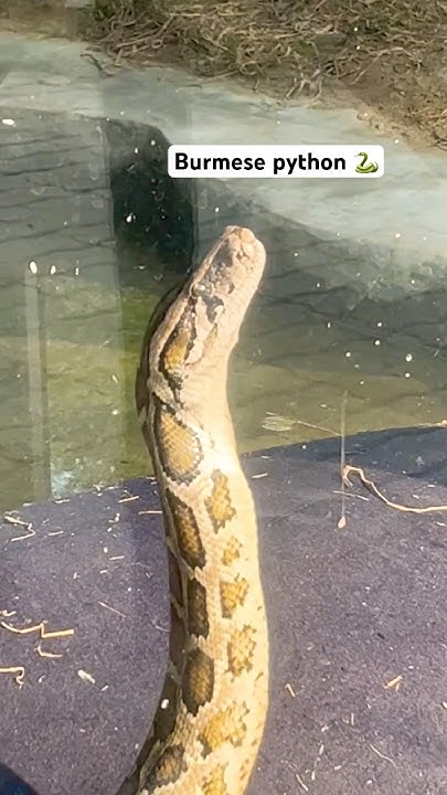 Burmese Python in Jungle safari #shortsviral #python #wenmeno # ...