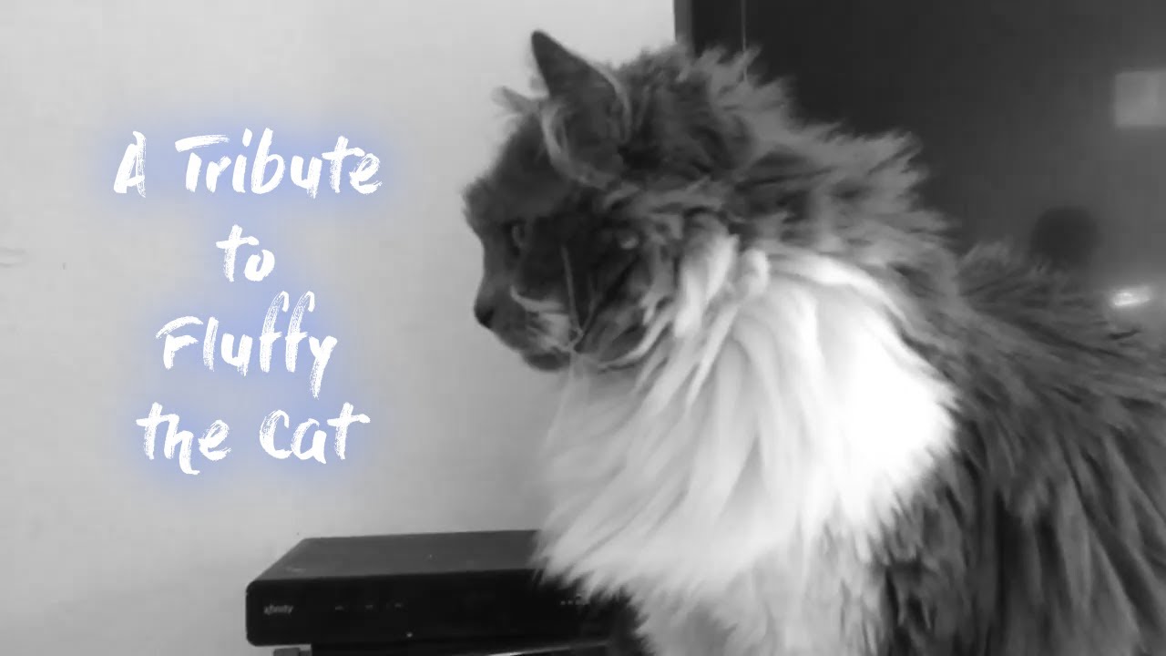 A Tribute to Fluffy the Cat - YouTube
