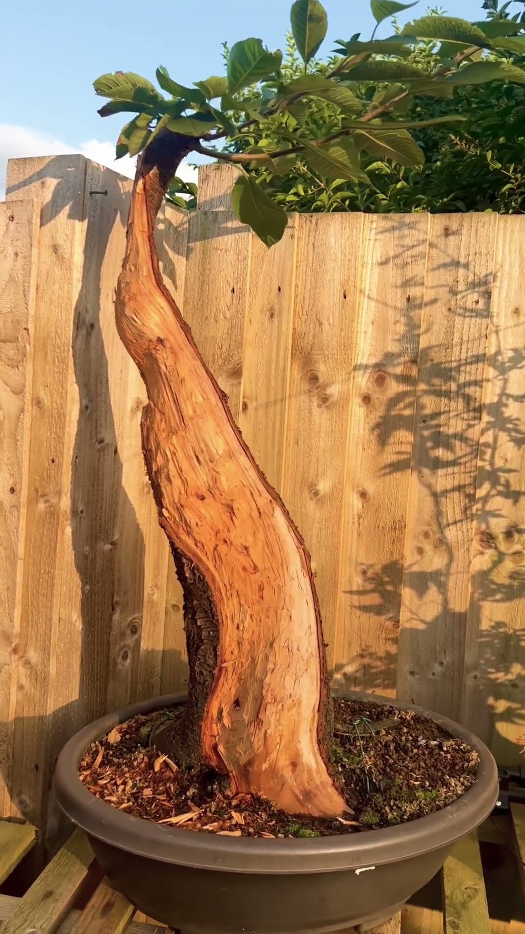 Bonsai tree trunk carving - YouTube