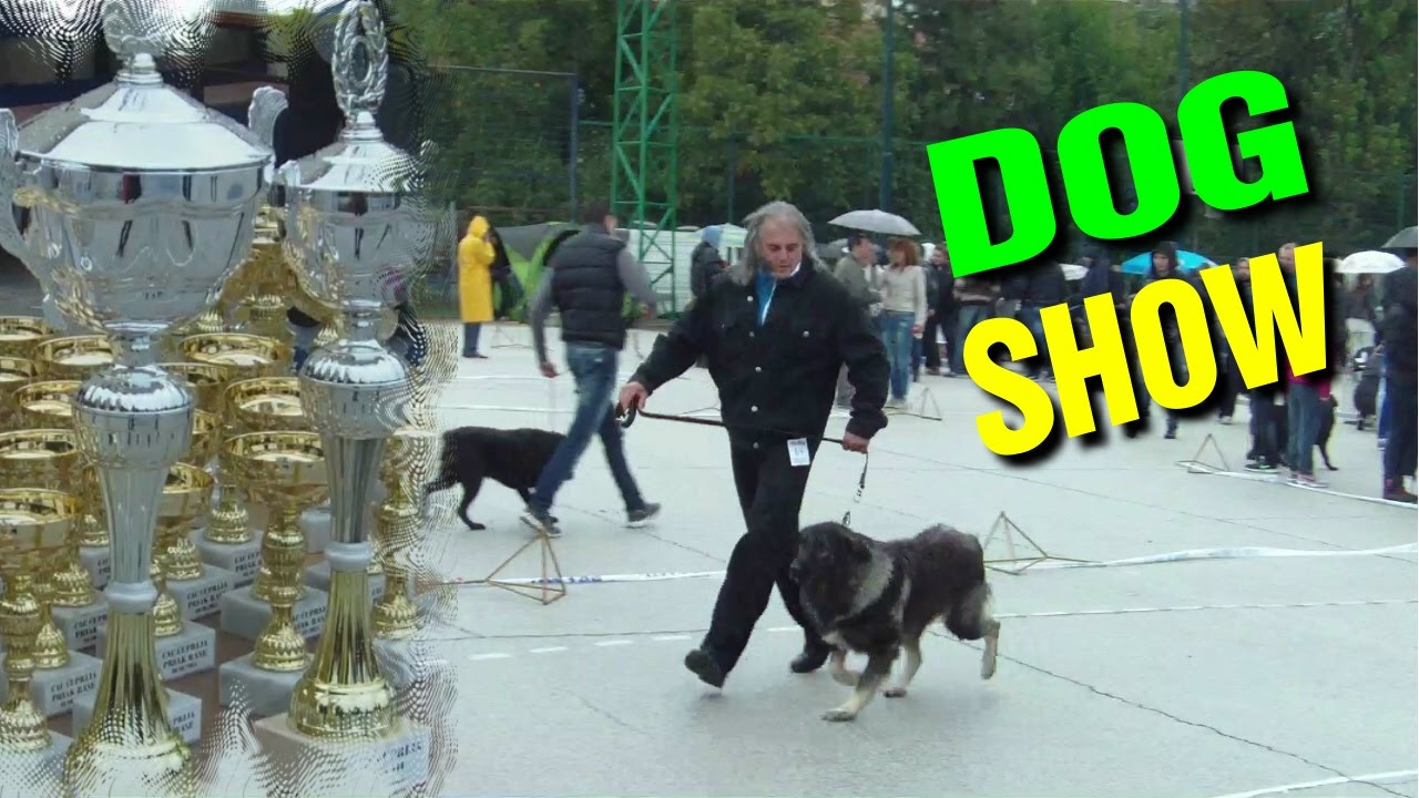 Ben Shines at Cuprija CAC Dog Show (Good Results and Valuable Lessons ...
