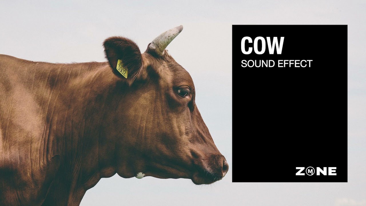 Cow | SOUND EFFECTS | EXMZone - YouTube